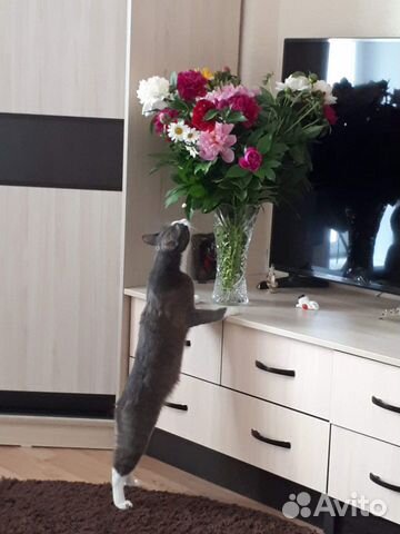 Котята редкой породы мэнкс
