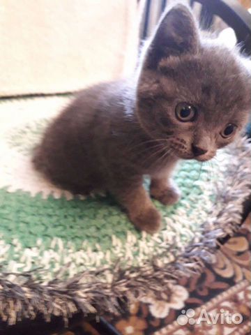 Котенок курбоб