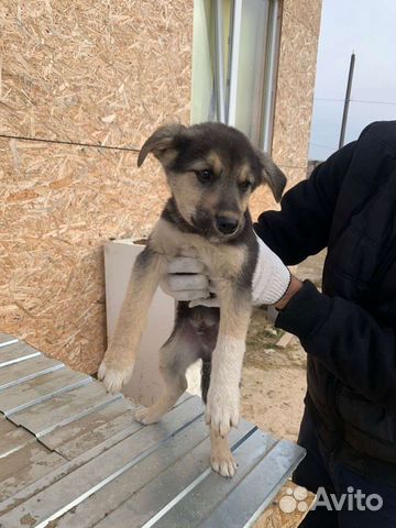 Мальчик щенок в дар