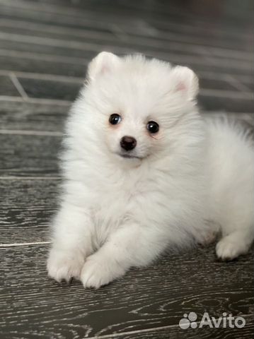 Щенки щпиц померанский