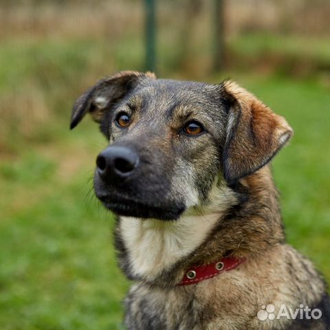 Ласковая молодая собака ищет дом, в дар