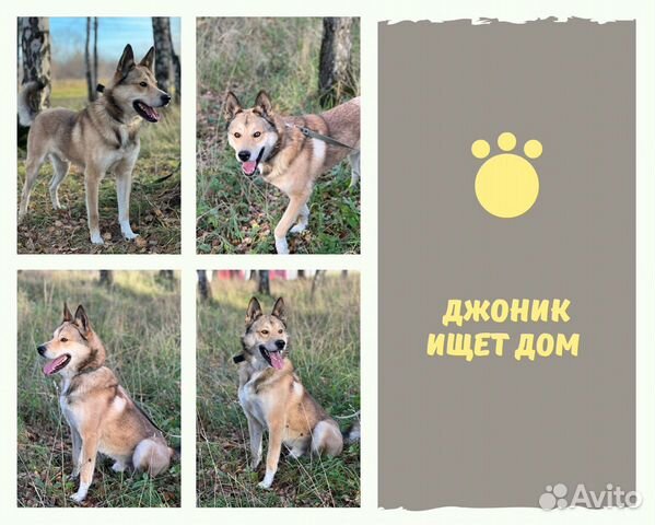 Джоник, собака-лис