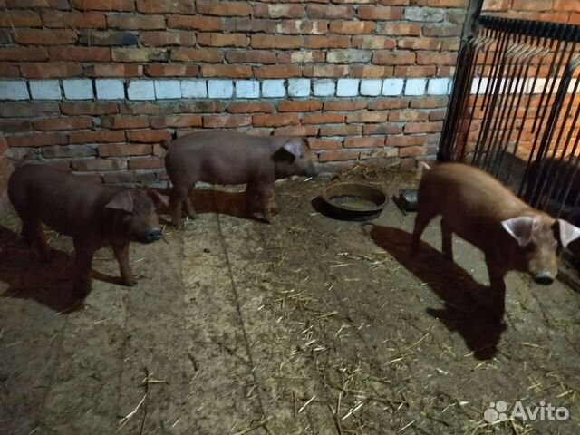 Дюрок чистокровный 3 месяца