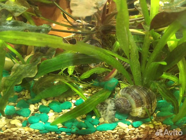 Улитки аквариумные ампулярии