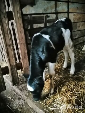 Продам тёлачку