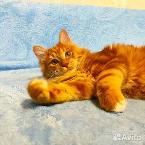 Курильский бобтейл со всеми комплектующими