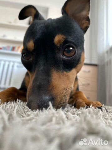 Вязка цвергпинчер