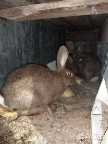 Кролики мясных пород