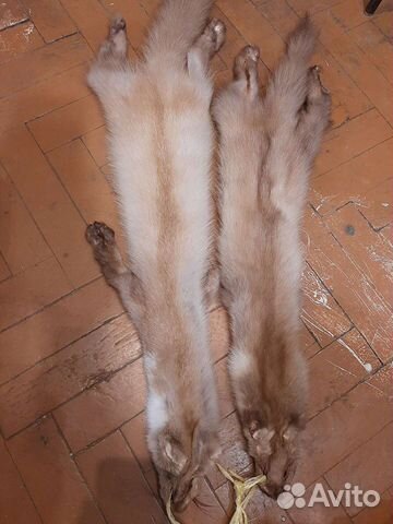 5 шкур куниц не выдел. По 2000 соболь 5 шт3500 кун