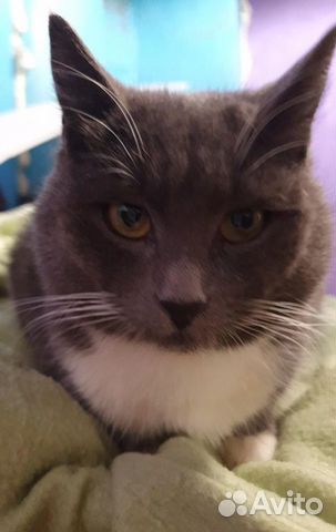 Котята бесплатно серый