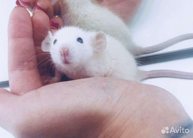 Качественные крысята Дамбо