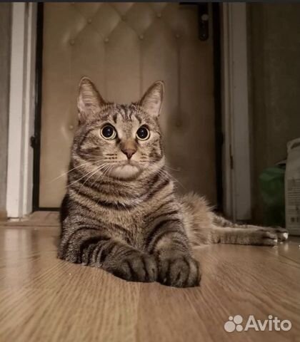 Кошка