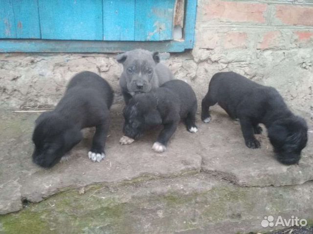 Щенки кане корсо