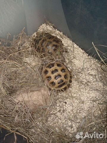 Черепаха сухопутная