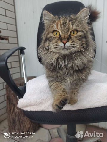 Кошка