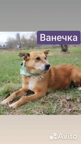 Добрый и солнечный Ваня, отдам