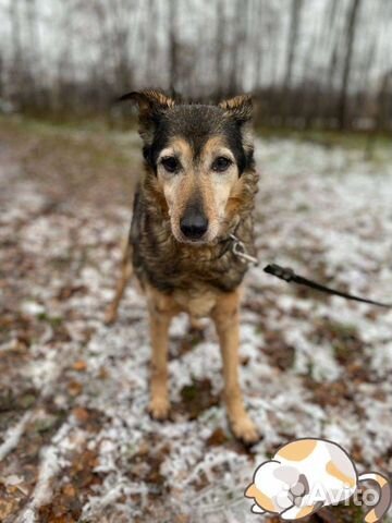 Нежная Даша ищет дом