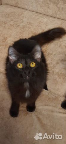 Молоденькая кошка ищет дом