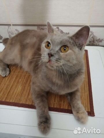 Кошечка