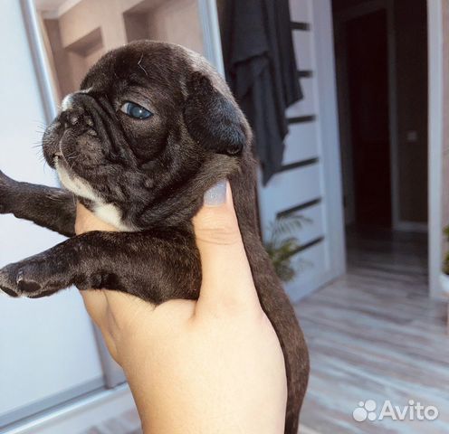 Фоанцузский бульдог