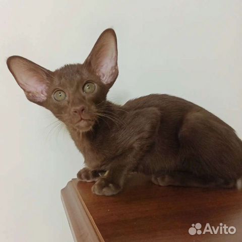 Ориентальная шоколадная девочка из питомника