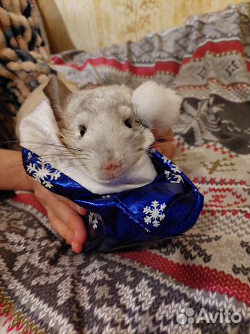 Шиншилла