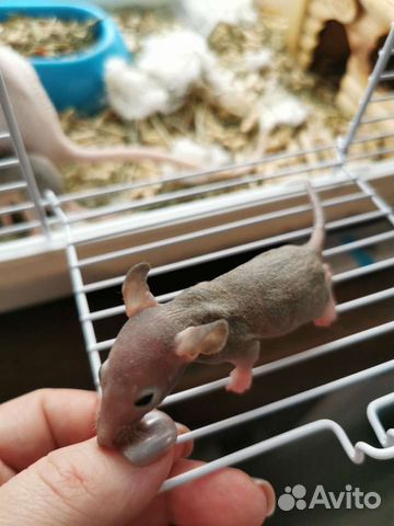 Крыса сфинкс