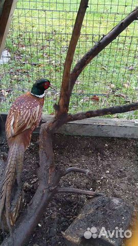 Обменяю фазана