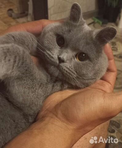 Вязка ищем жениха британца