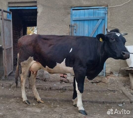 Корова стельная