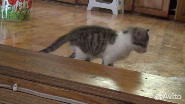 Котёнок деревенский