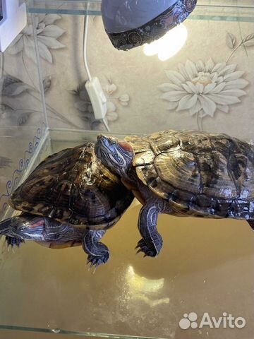 Красноухая черепаха с аквариумом