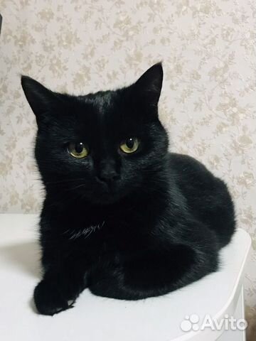 Кошечка красавица и умница