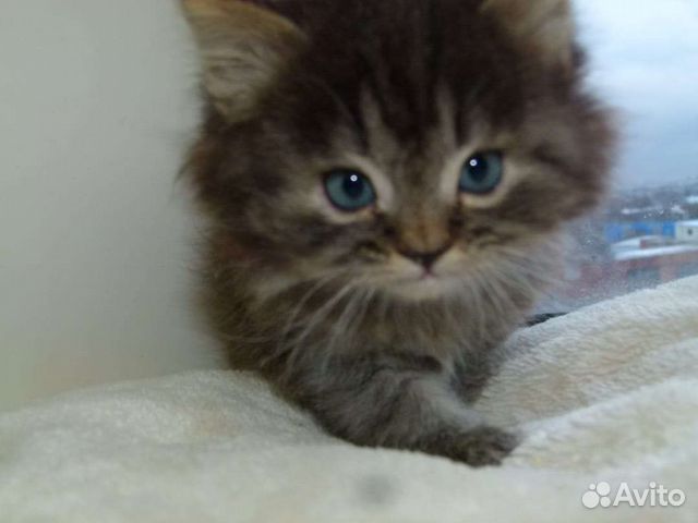 Сибирский котик