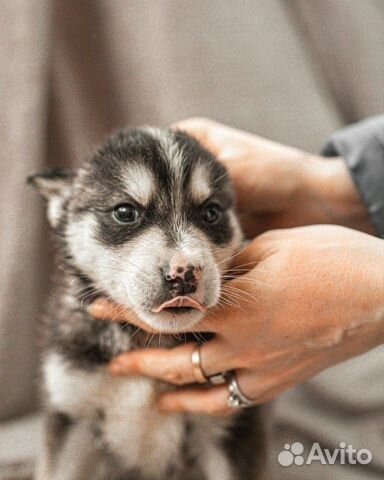 Милый мальчуган, 3 недели, бесплатно