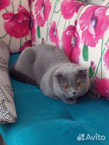 Британский красавчик