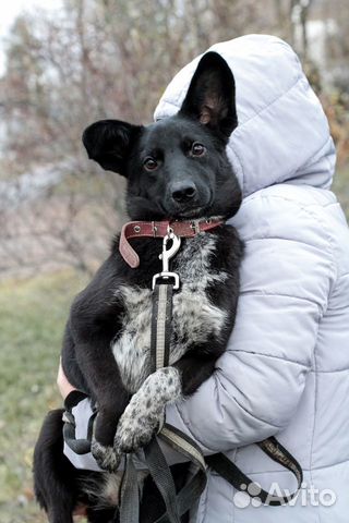 Щенок в добрые руки бесплатно