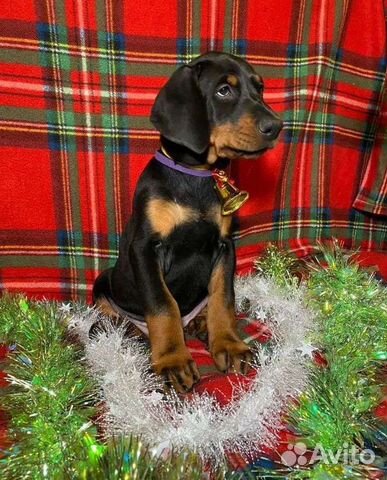 Щенок добермана