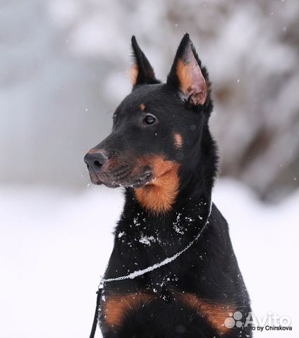 Французская овчарка