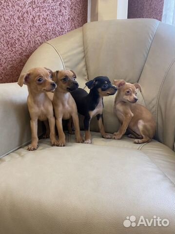 Новогодние подарочки