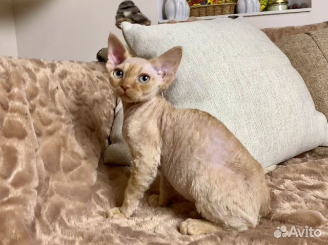 Девон-рекс котик Рыжик