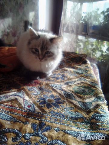 Котёнок-девочка(4мес.) в добрые руки