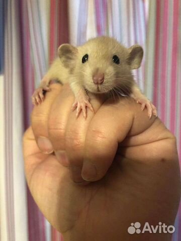 Крысята декоративные (Дамбо)