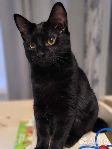 Кошка курильский бобтейл