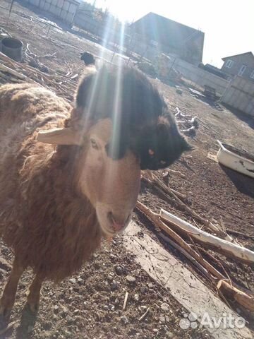 Продаю баранчика живым весом