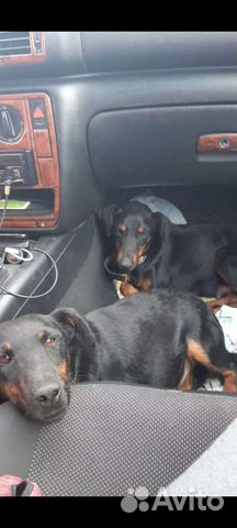 Щенки яг терьеры