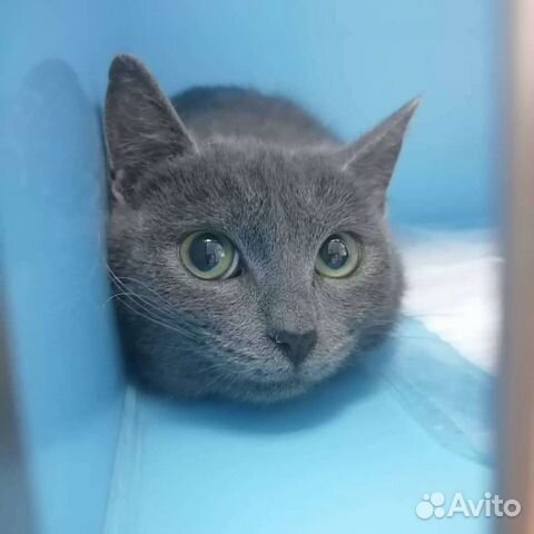 Русская голубая