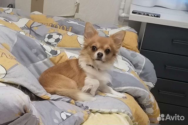 Вязка кобель чихуахуа