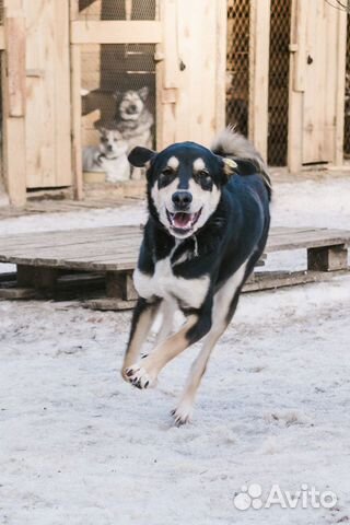 Юный Арчи возраст 1 год ищет дом