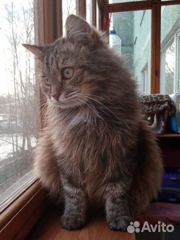 Кошка в добрые руки
